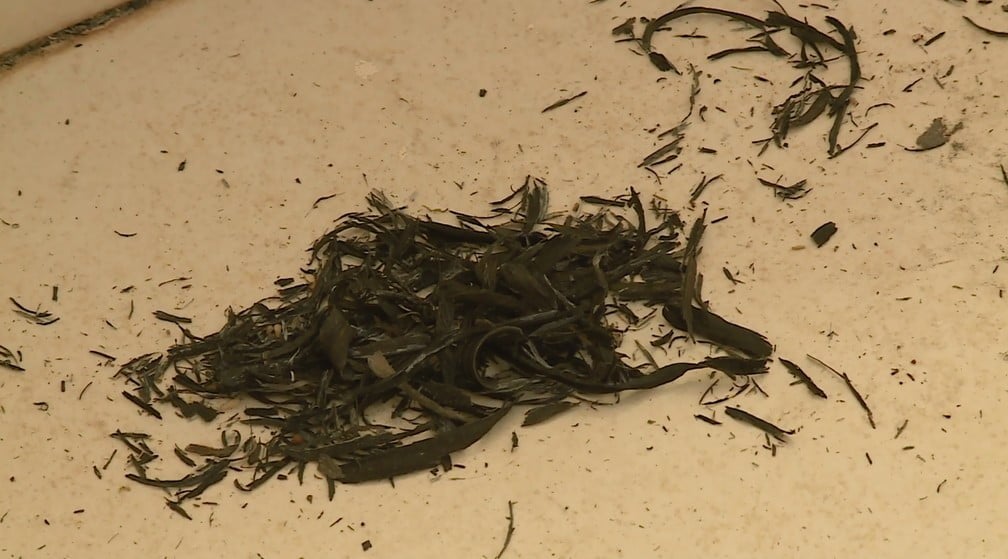 Fuligem pode carregar partículas virais pelo ar – Marília do Bem